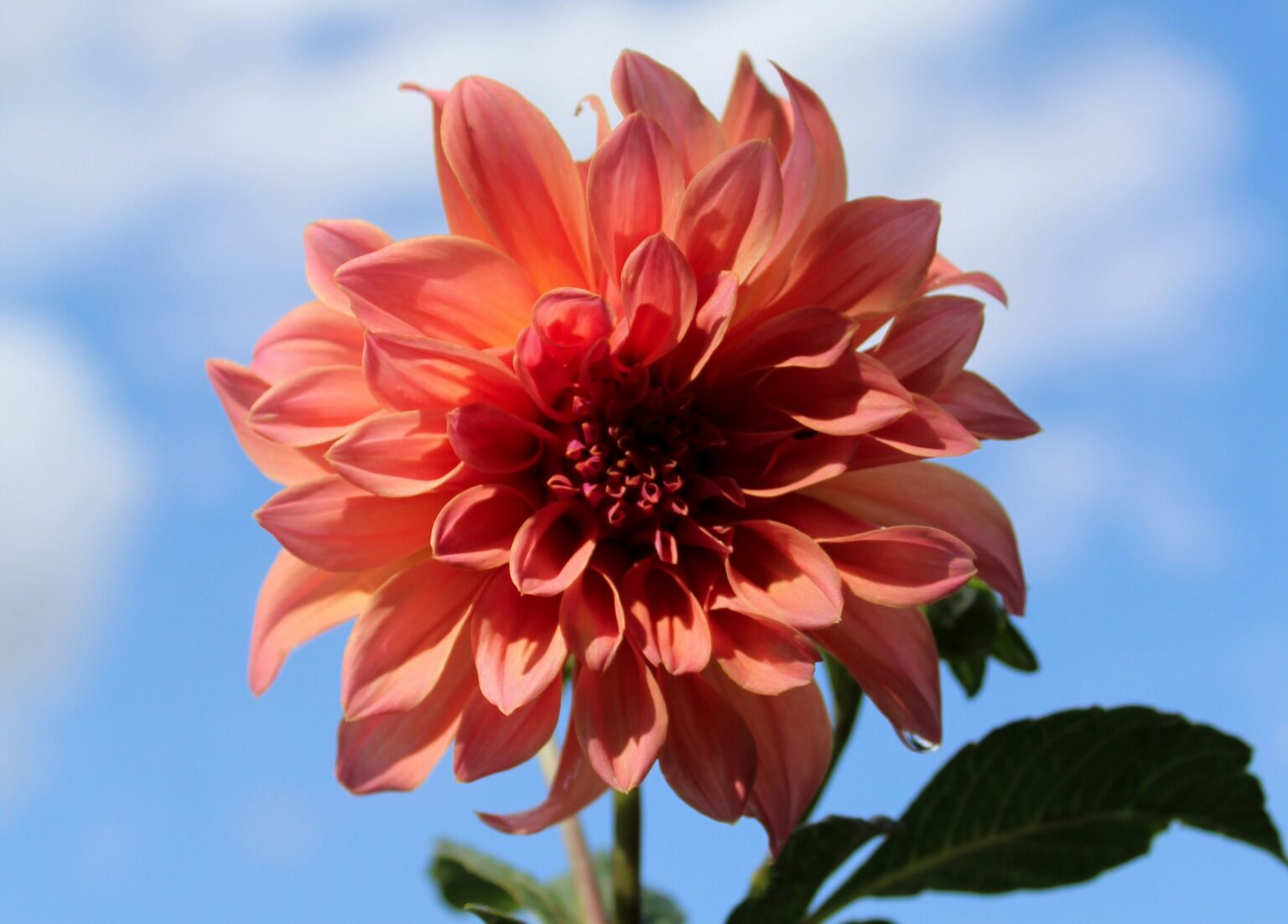 About Vianen Flowers - Vianen Flowers