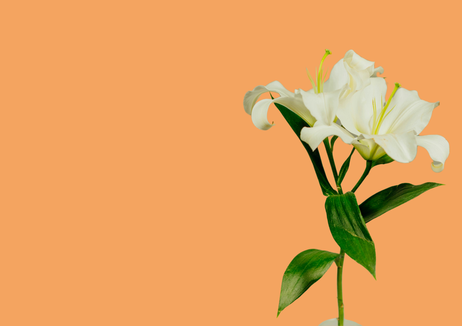 Blumen - Vianen Flowers